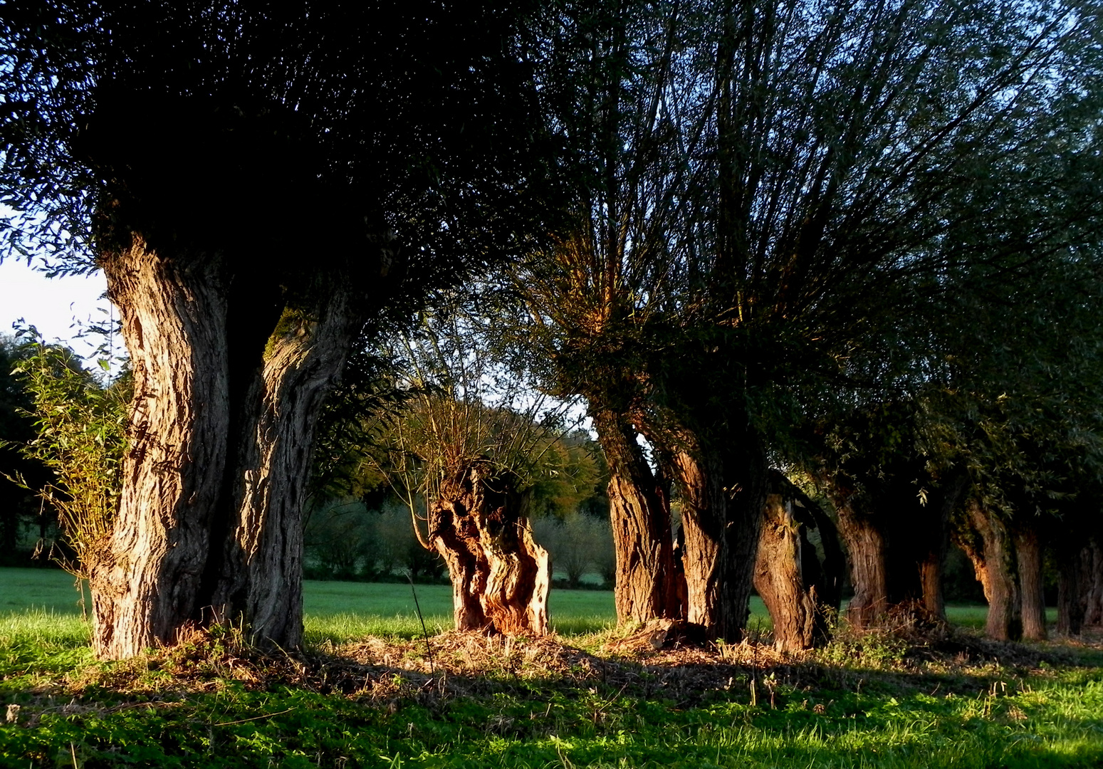 Kopfweiden Foto & Bild | pflanzen, pilze & flechten, landschaft, bäume ...