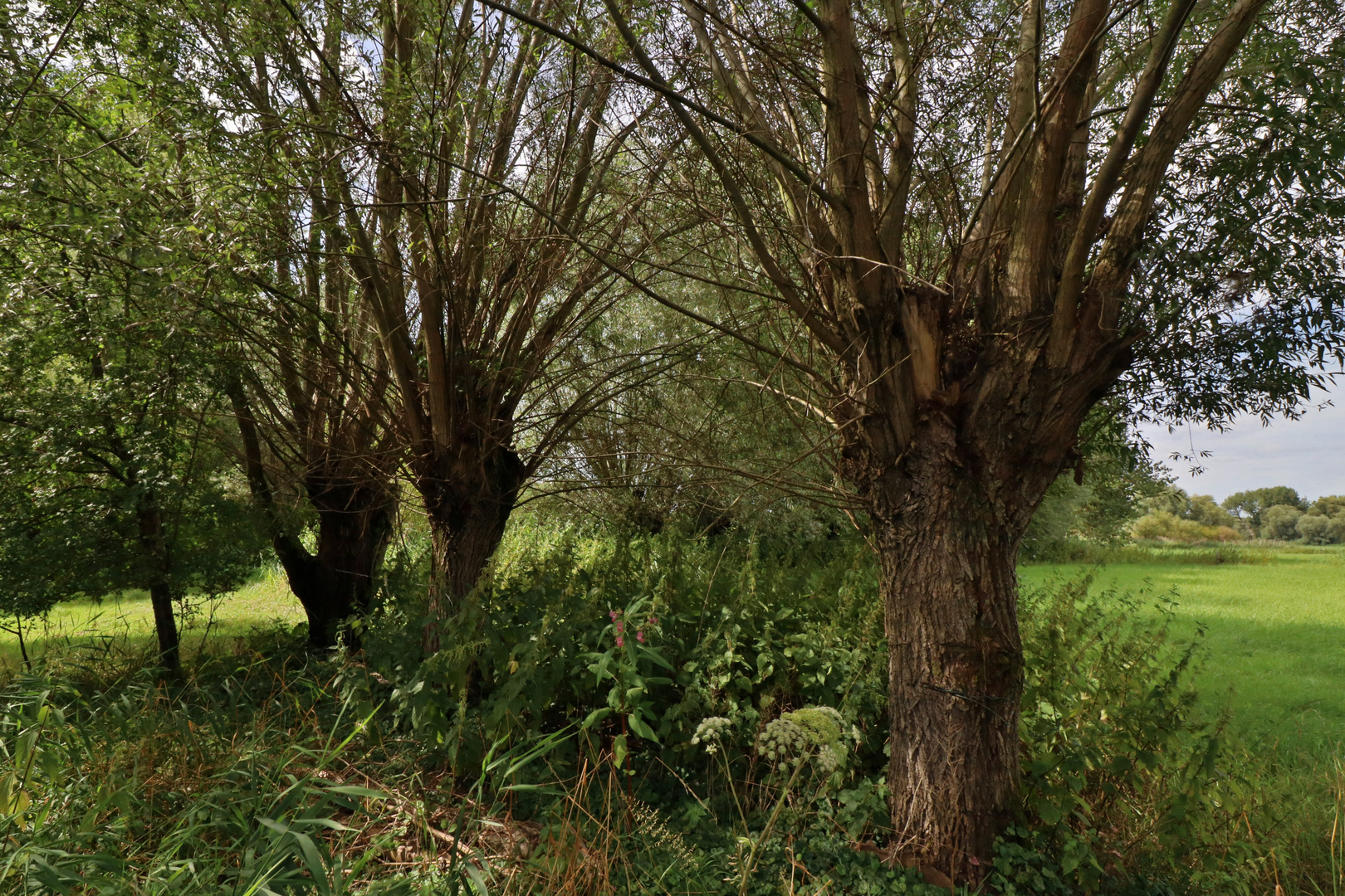 Kopfweiden am Wiesensaum Foto & Bild | landschaften, sommer, bäume ...