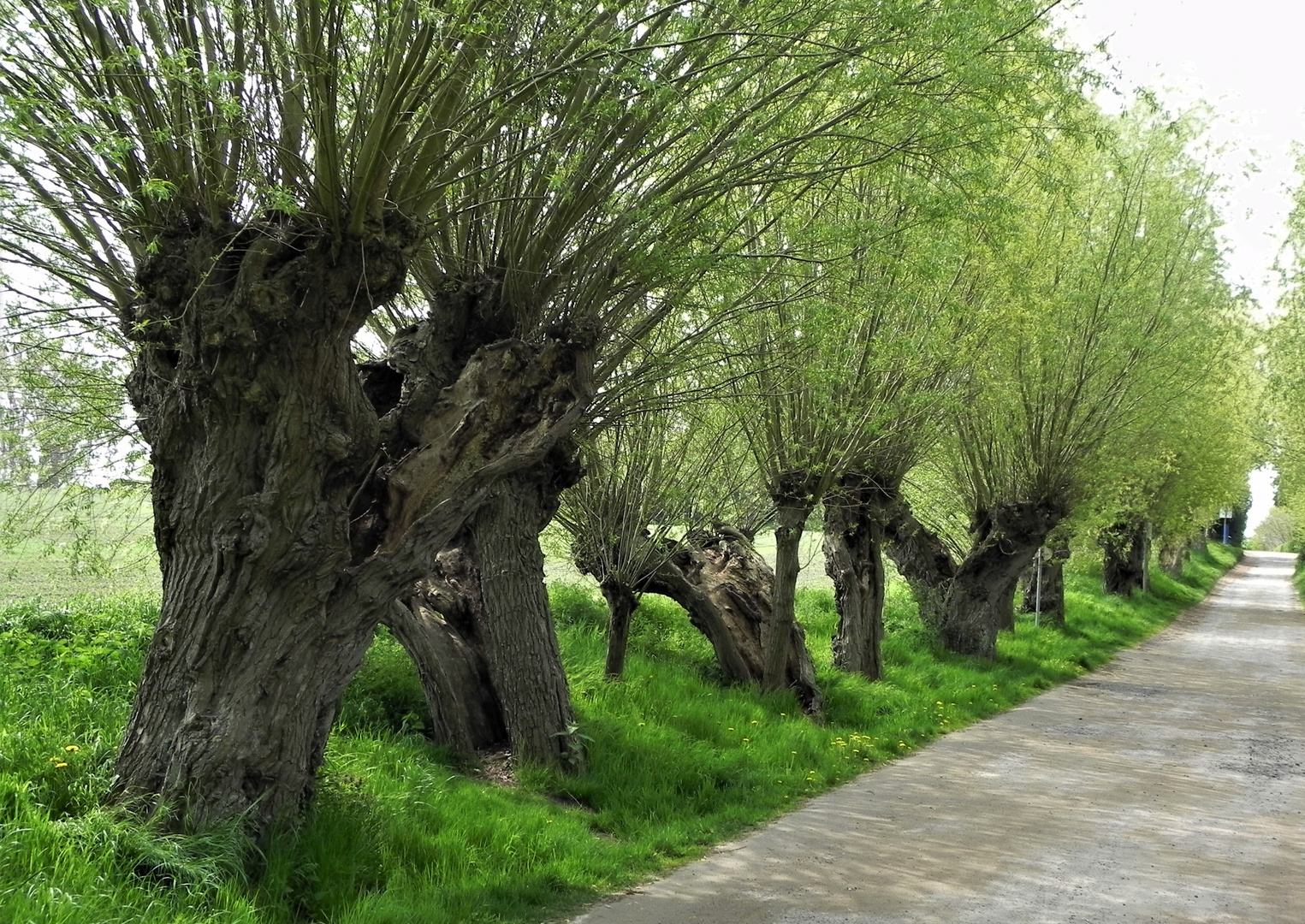 Kopfweiden auf der Insel Poel Foto & Bild | pflanzen, pilze & flechten ...