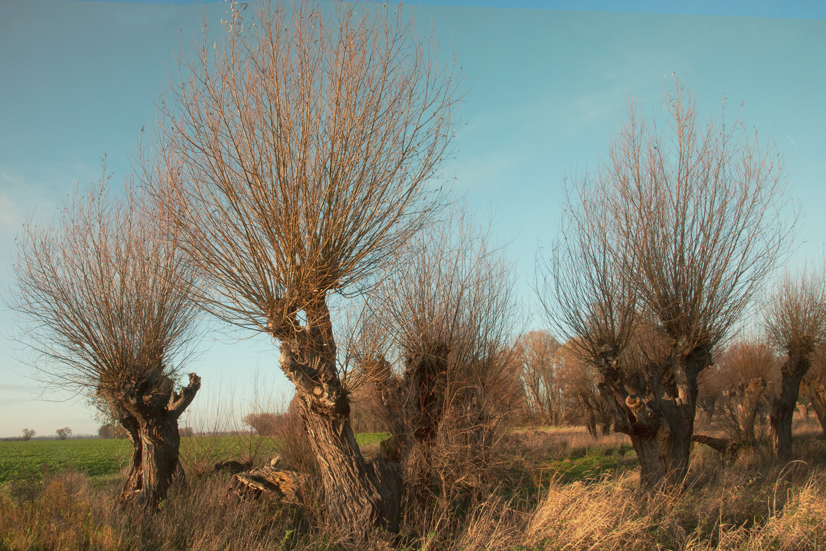 Kopfweiden Foto & Bild | jahreszeiten, herbst, landschaft Bilder auf ...