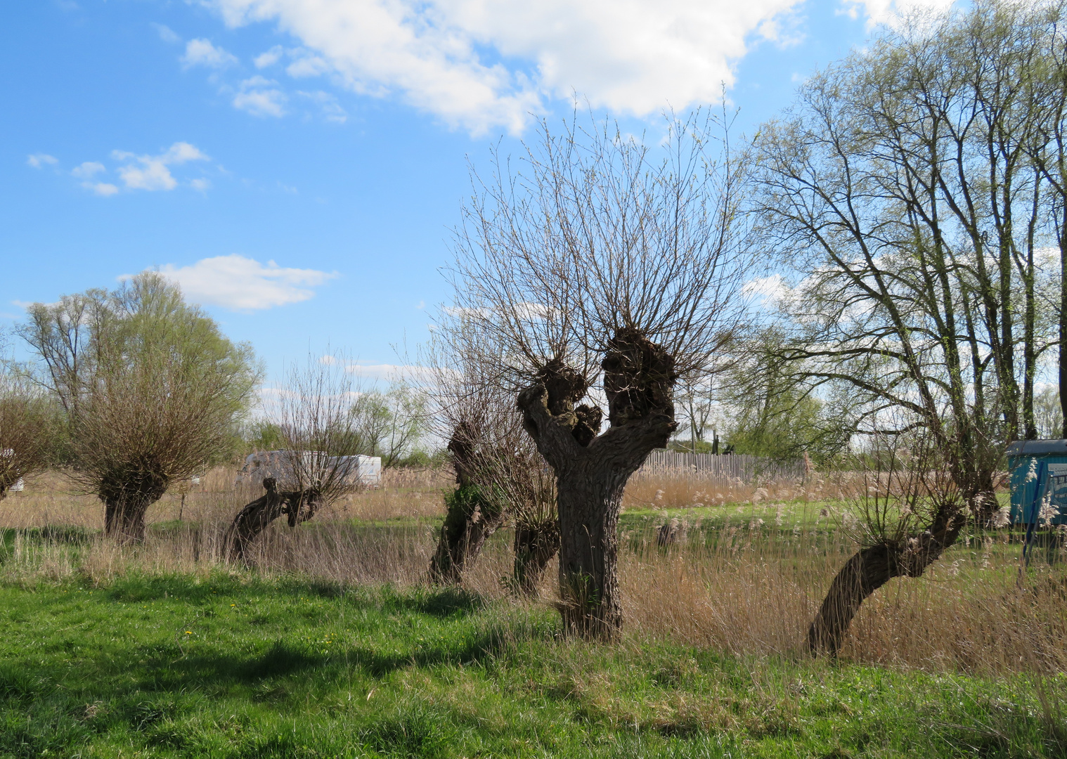 Kopfweiden ... Foto & Bild | outdoor, bäume, wolken Bilder auf ...