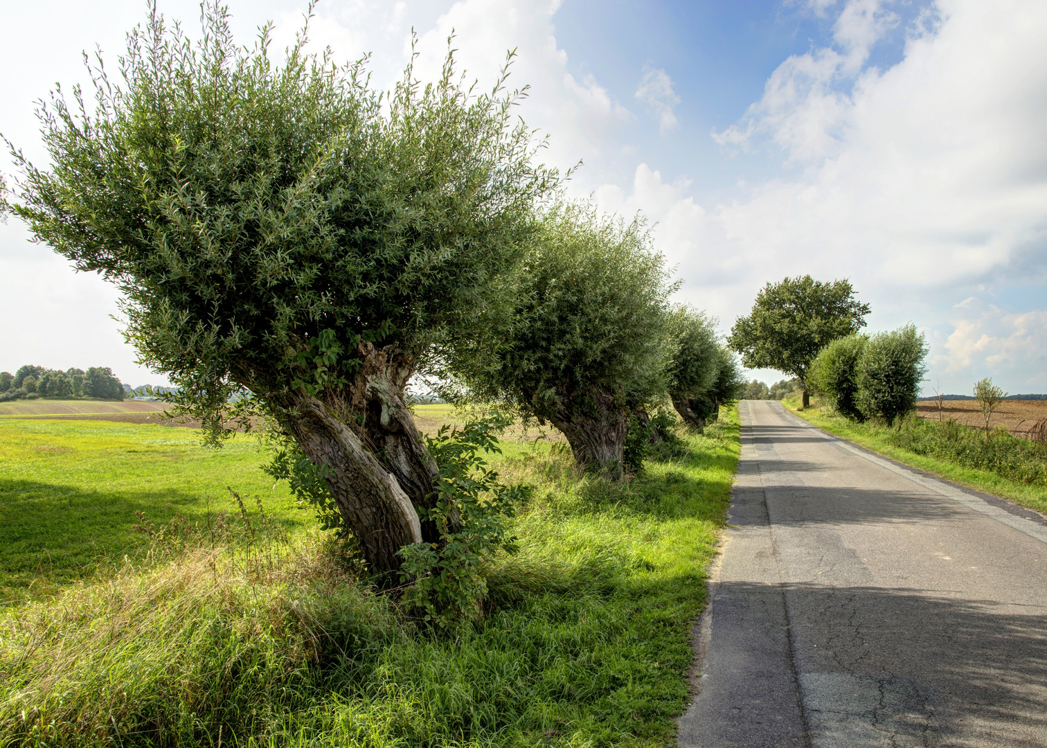 Kopfweiden Foto & Bild | landschaft, alleen, heimat Bilder auf ...