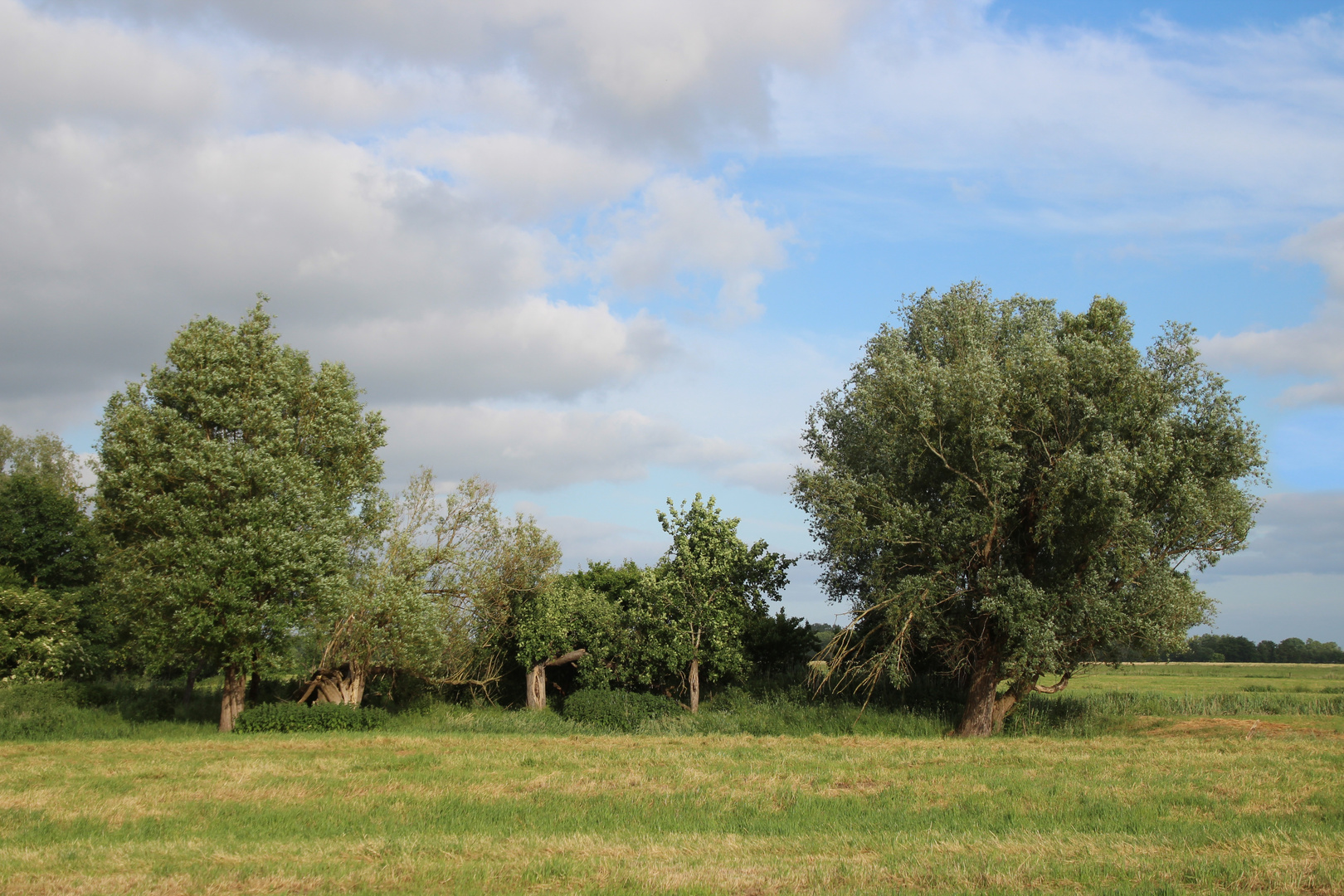 Kopfweiden ... Foto & Bild | sommer, bäume, baum Bilder auf fotocommunity