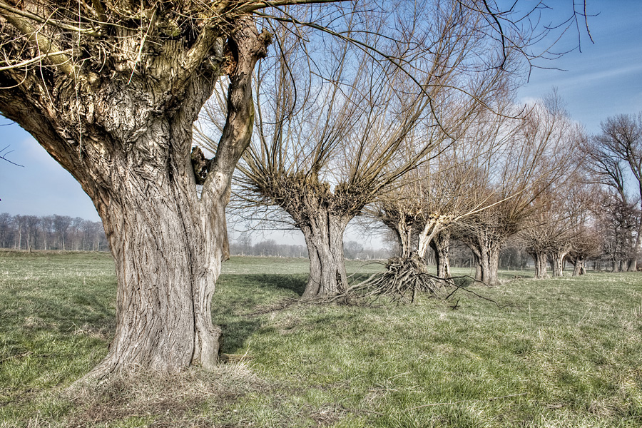 Kopfweiden Foto & Bild | landschaft, natur Bilder auf fotocommunity
