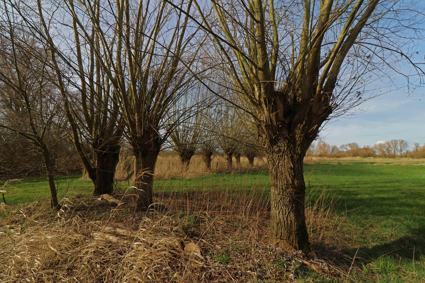 Kopfweiden im Wiesengrund Foto & Bild | landschaften, bäume, wolken ...