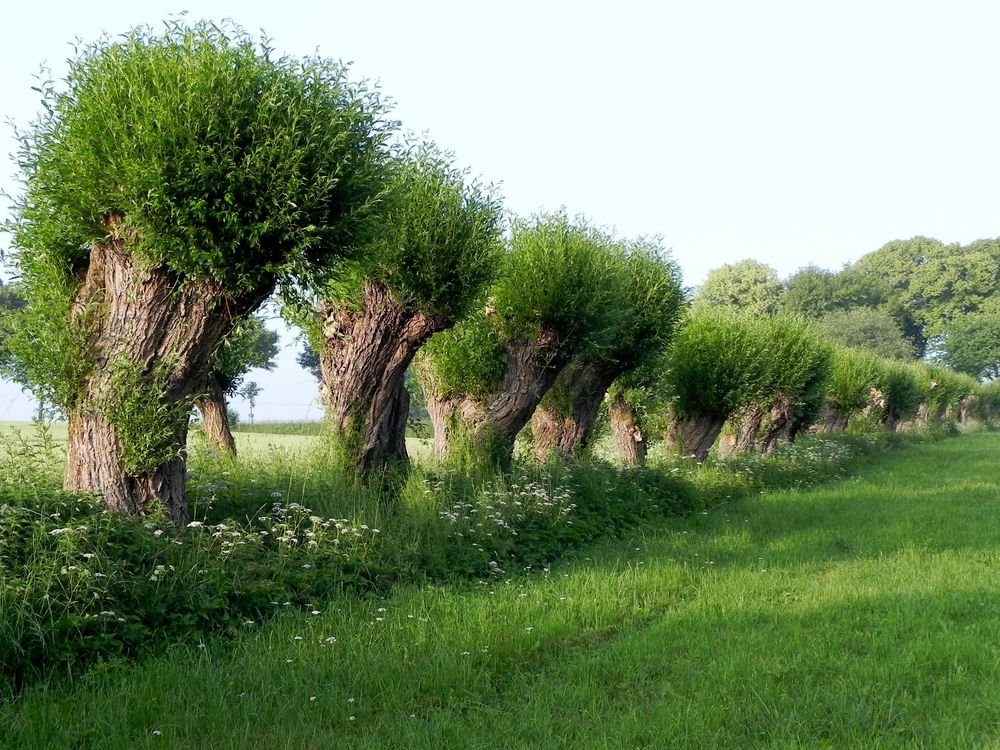 Kopfweiden mit frischem Austrieb Foto & Bild | bäume, frühling, natur ...