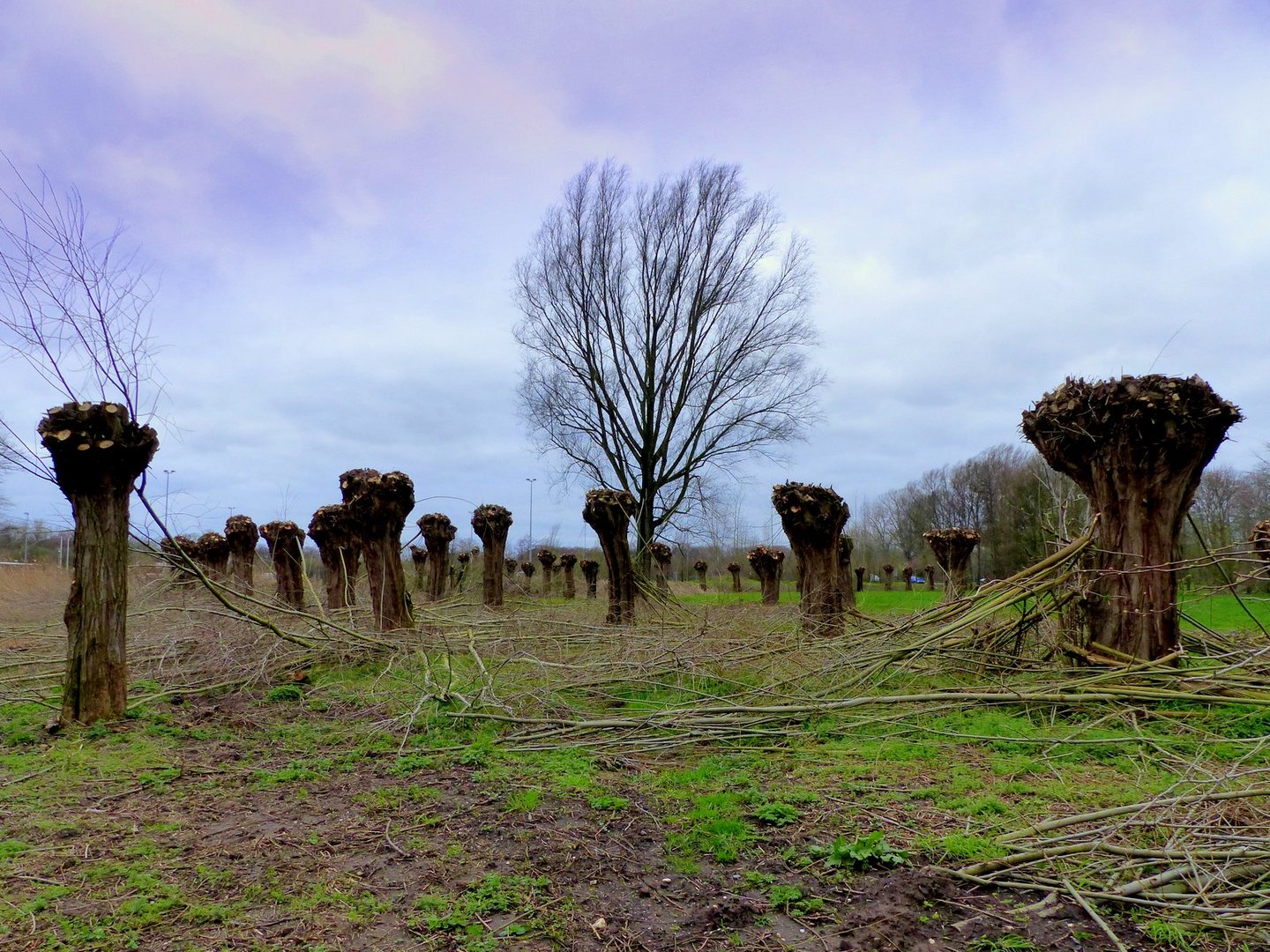 Kopfweiden ...... typisch Niederrhein Foto & Bild | wolken, natur ...