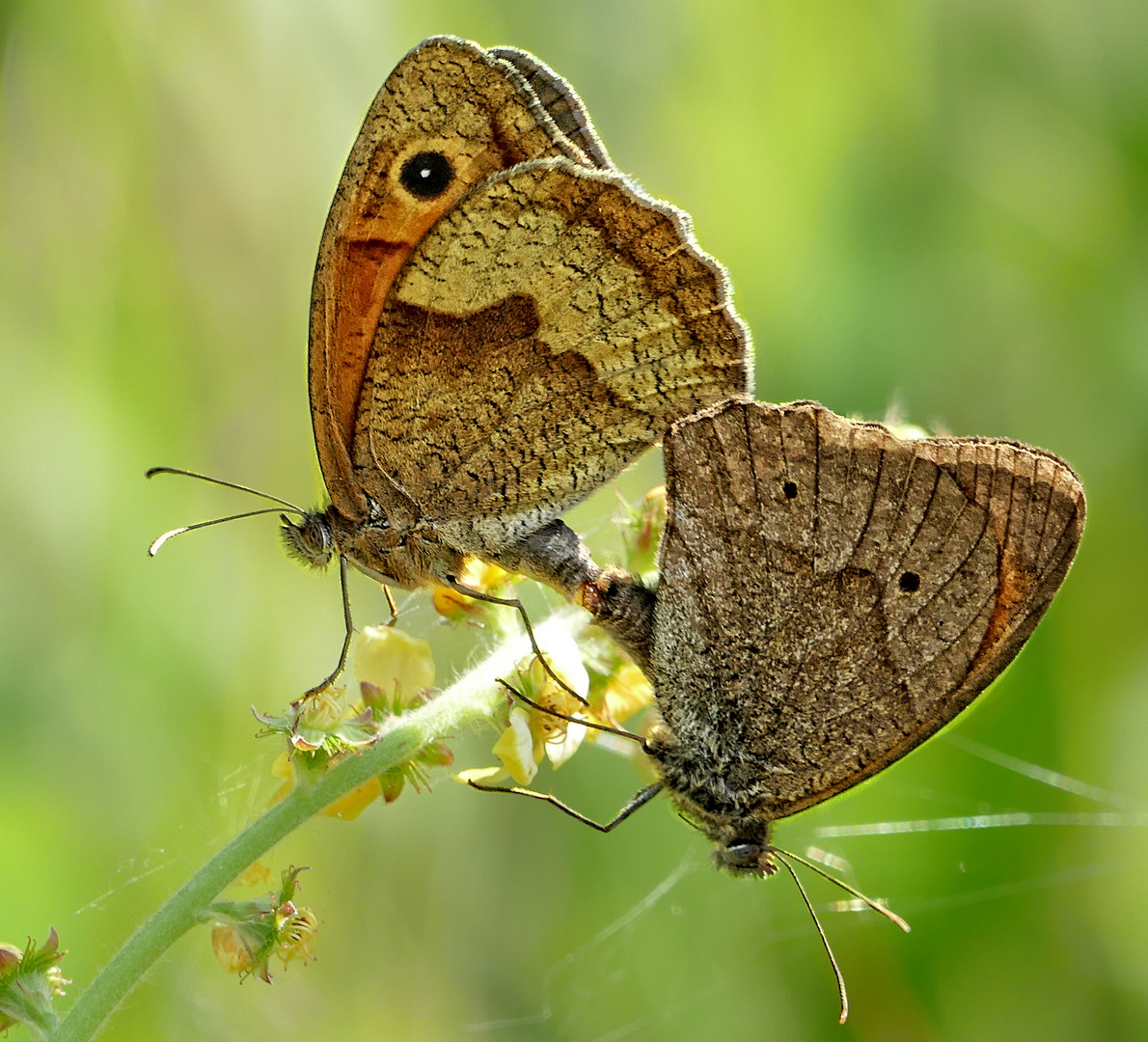 Kopula Foto & Bild | sommer, wiese, insekten Bilder auf fotocommunity