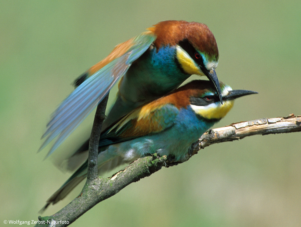 - Kopula - Foto & Bild | fotos, world, hunde Bilder auf fotocommunity