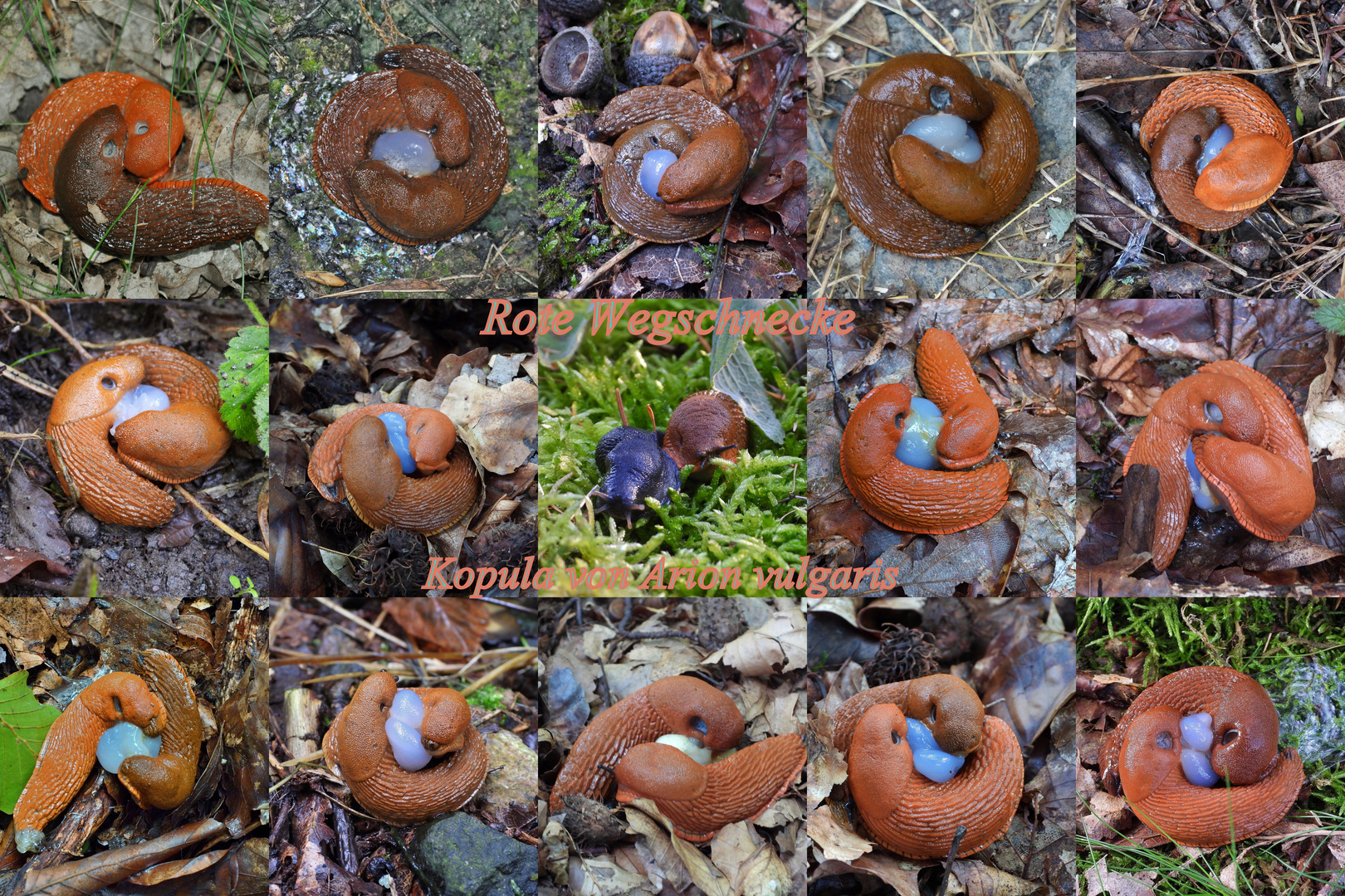 Kopula der Rote Wegschnecke – Collage Foto & Bild | tiere, wildlife ...