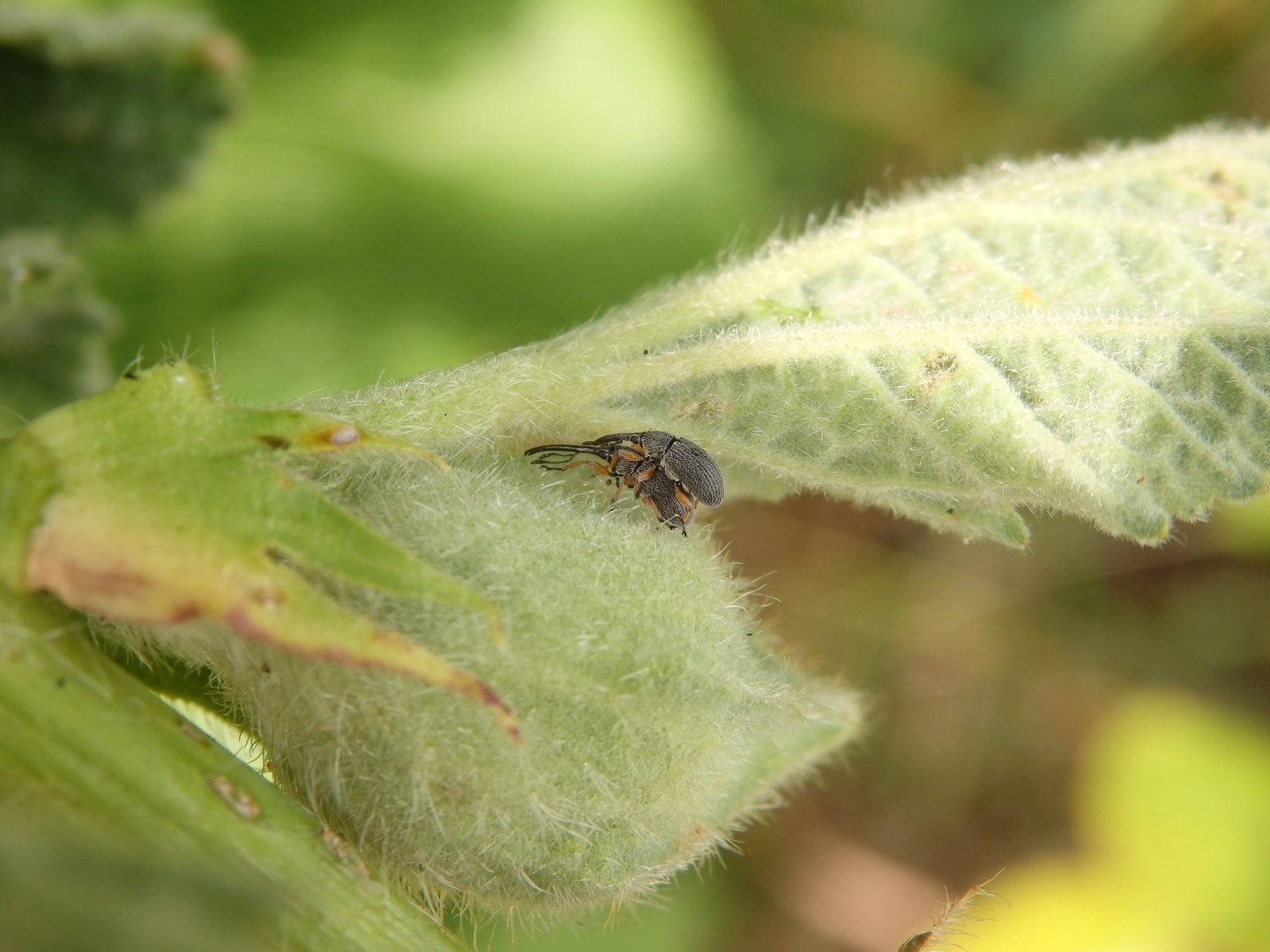 Kopula von Rhopalapion longirostre Foto & Bild | tiere, wildlife ...