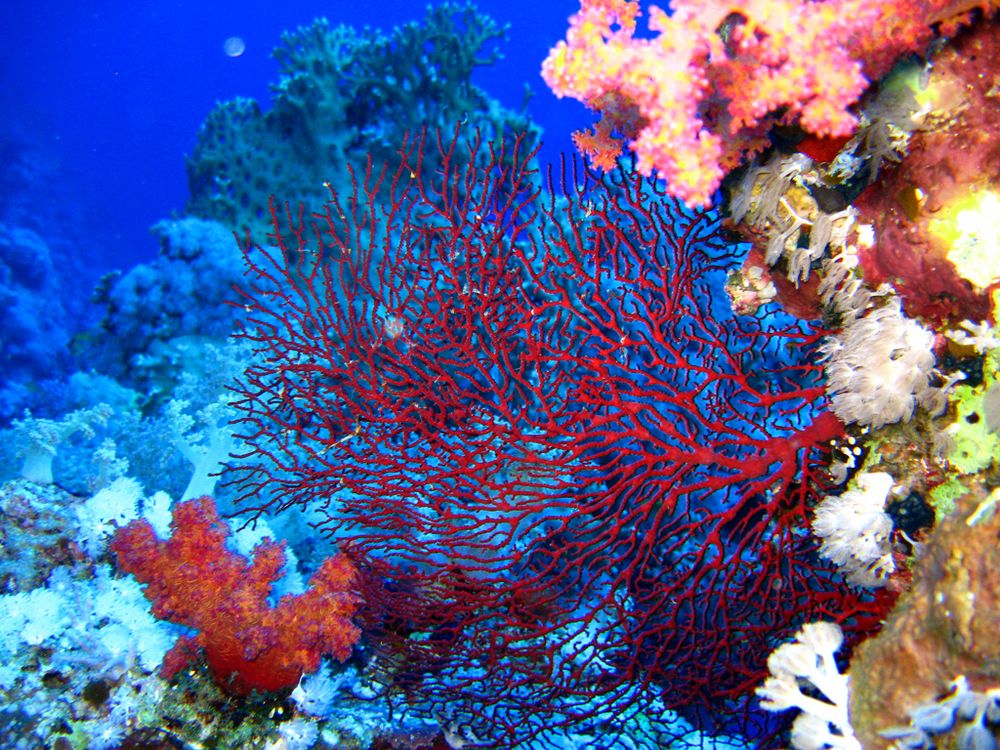 Koralle am St. John´s Riff Foto & Bild | africa, egypt, north africa ...