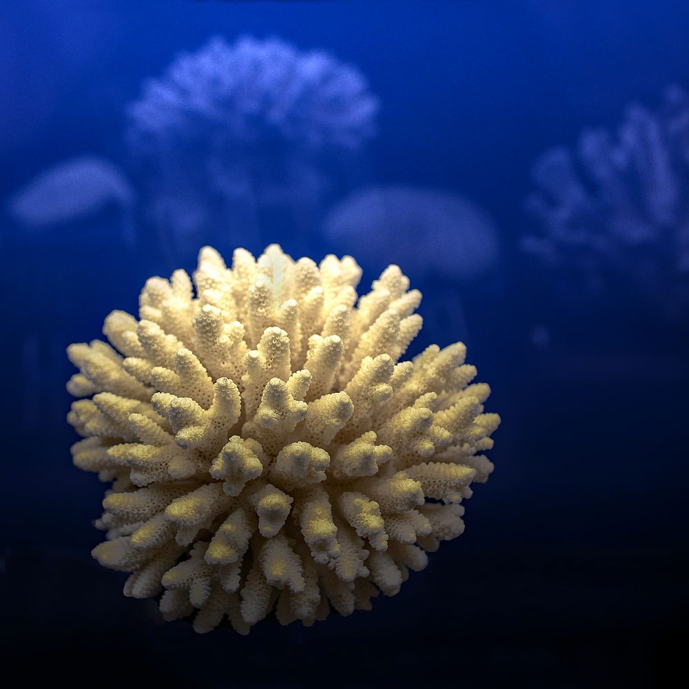 Koralle In Sonderaustellung Foto & Bild | abstraktes, sonstiges ...