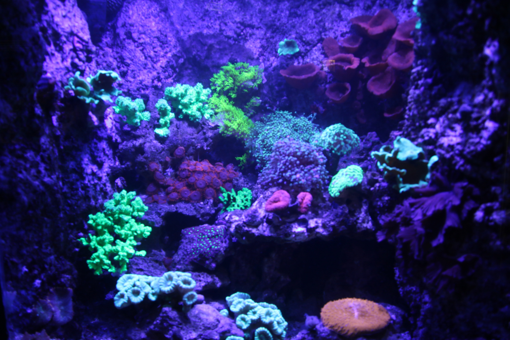 Korallen Aquarium Wilhelmshaven Foto & Bild | Bilder auf fotocommunity