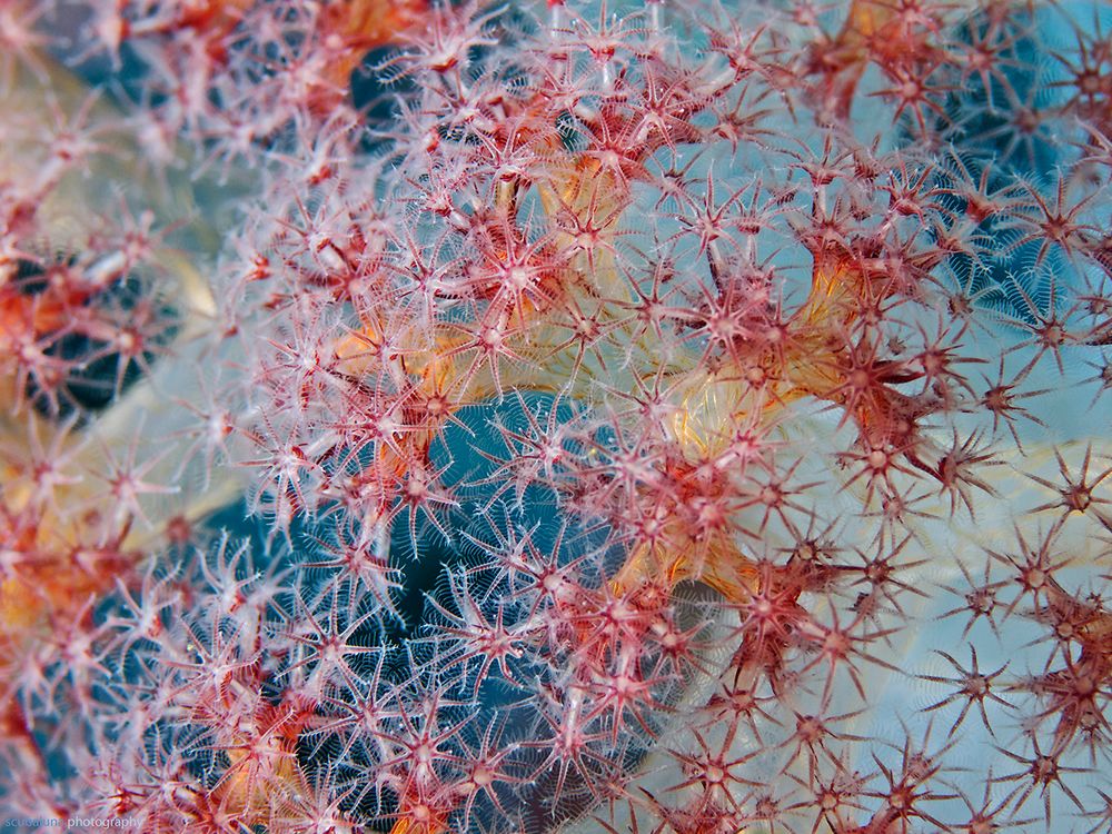 Korallen - Polypen Foto & Bild | meer, natur, abstrakt Bilder auf ...