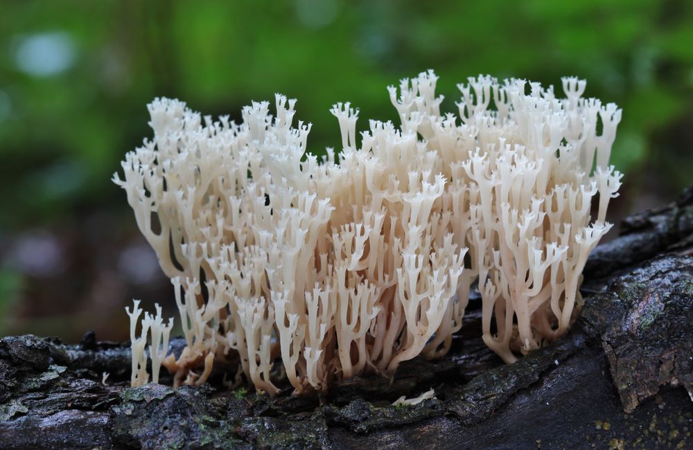 Korallenpilz. Foto & Bild | pflanzen, pilze & flechten, pilze & flechten, natur Bilder auf ...