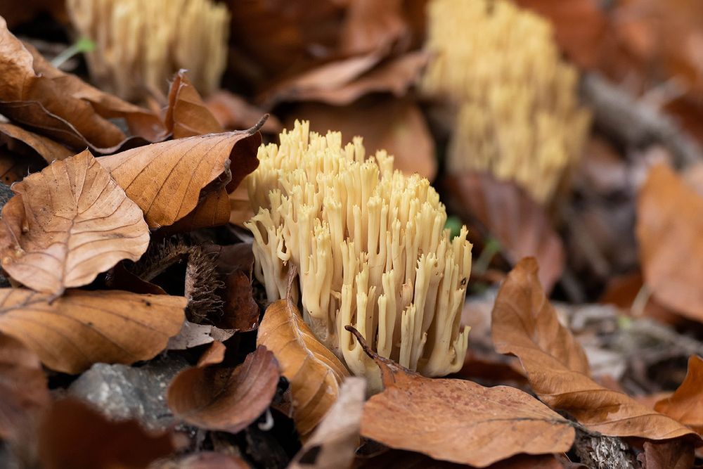 Korallenpilz Foto & Bild | natur, pflanzen, pilze Bilder auf fotocommunity