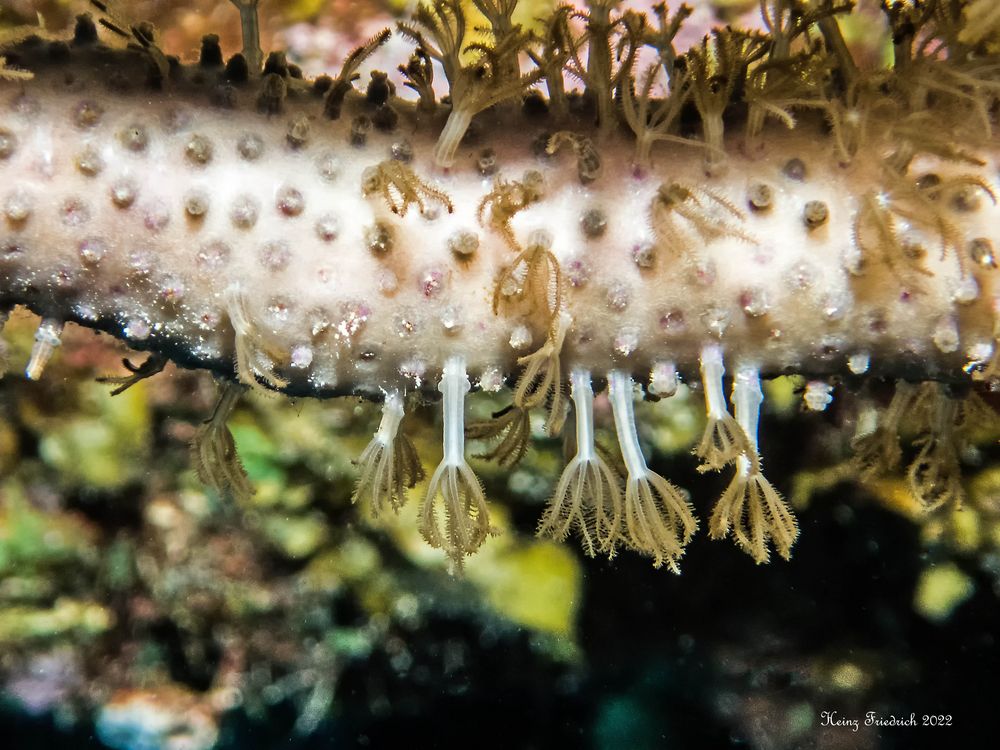 Korallenpolypen der Ellisella Peitschengorgone Foto & Bild | tiere, wildlife, unterwasser Bilder ...