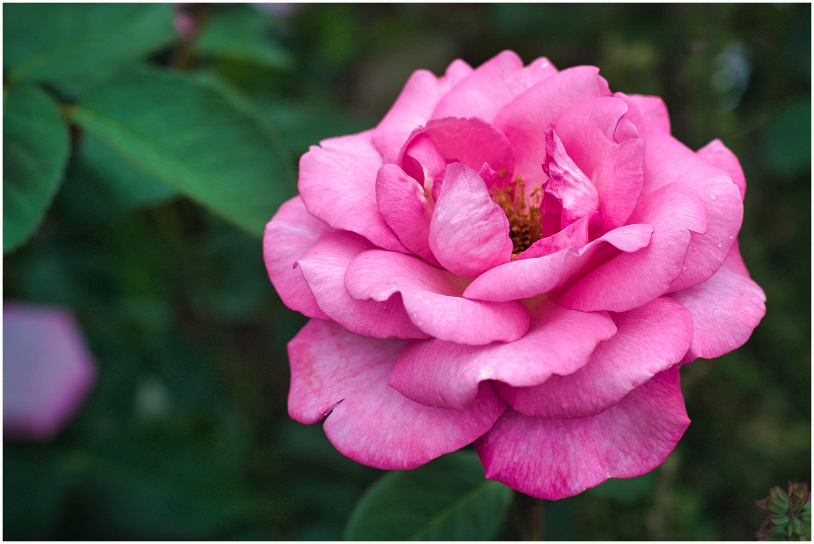 Kordes Rosen Foto & Bild | natur, blume, pflanze Bilder auf fotocommunity