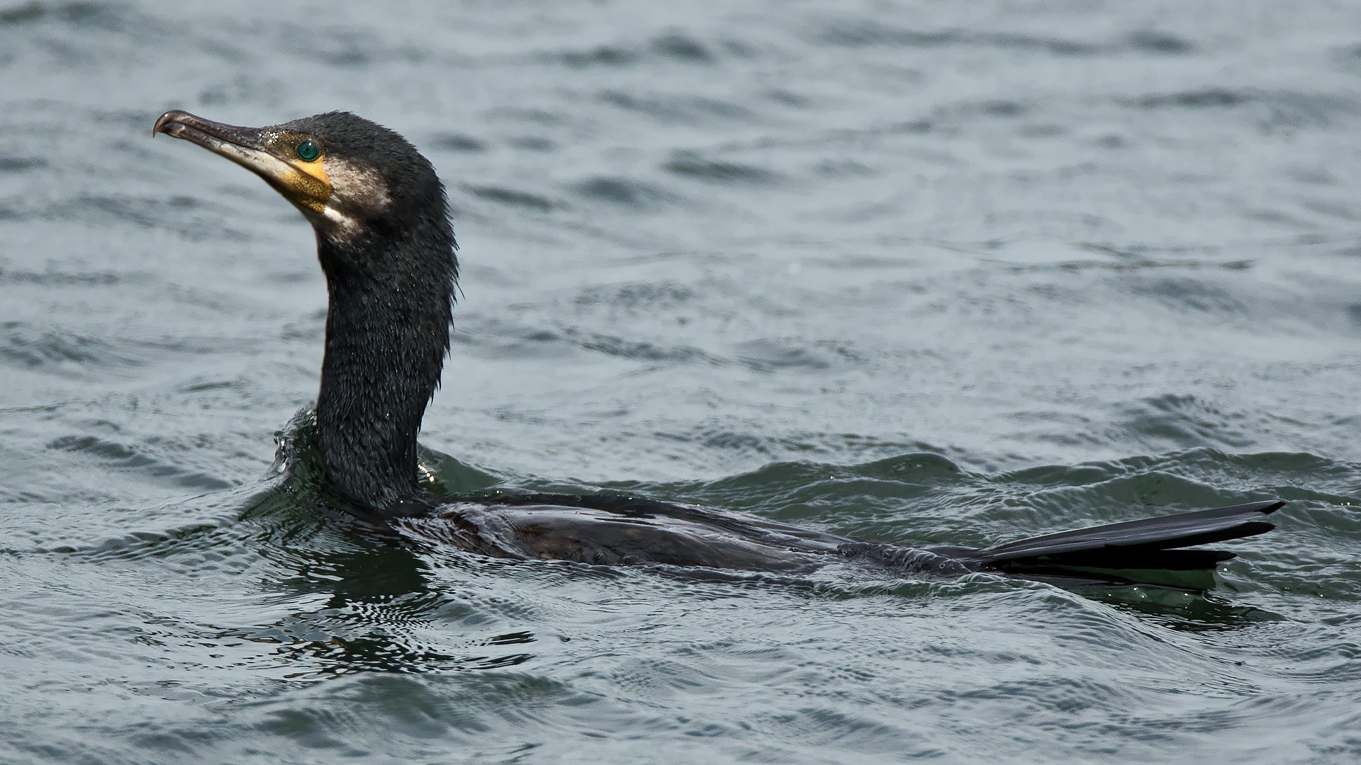 Kormoran 001 Foto & Bild | natur, tiere, vögel Bilder auf fotocommunity