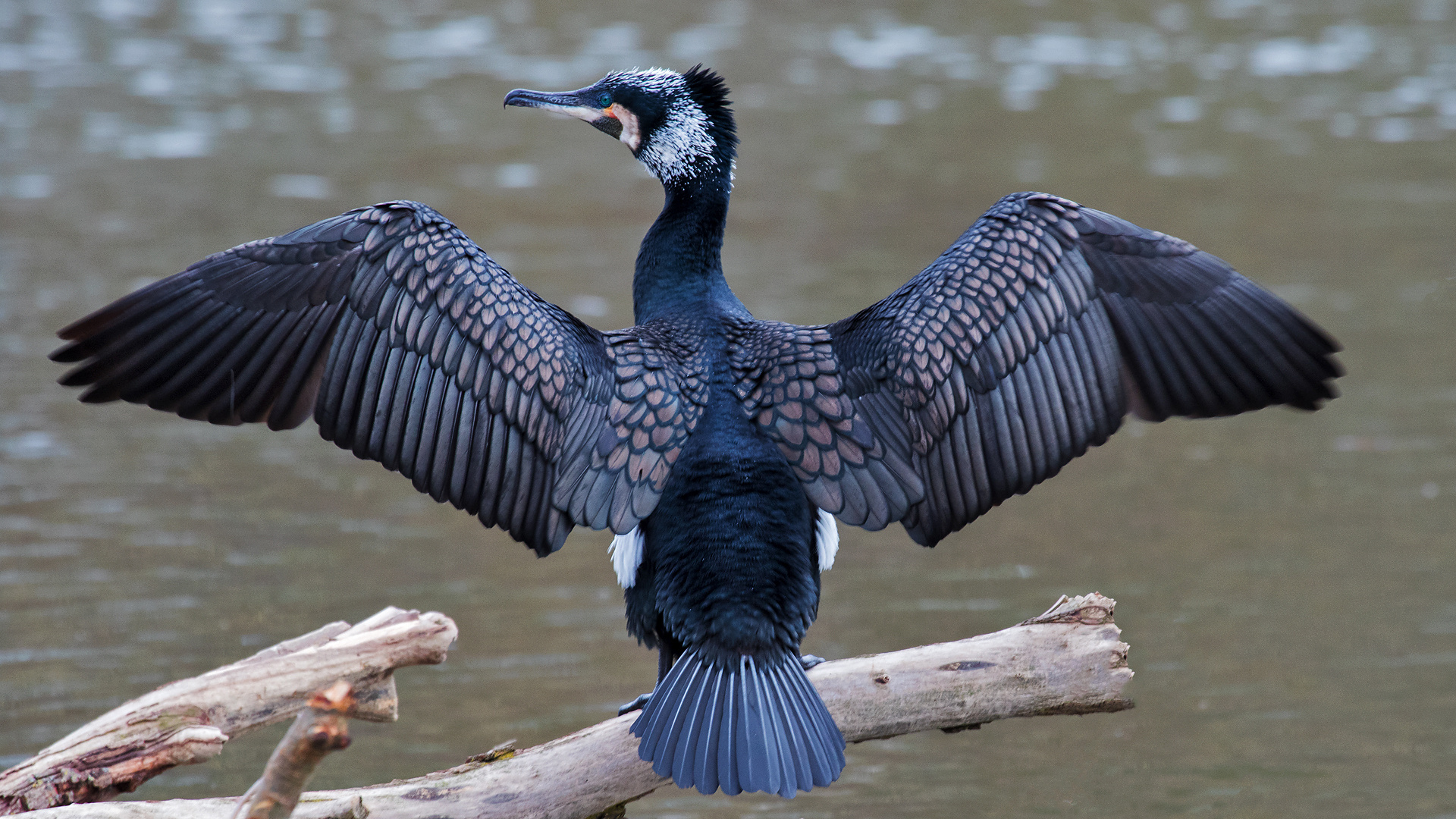 Kormoran 001 Foto & Bild | tiere, wildlife, wild lebende vögel Bilder ...