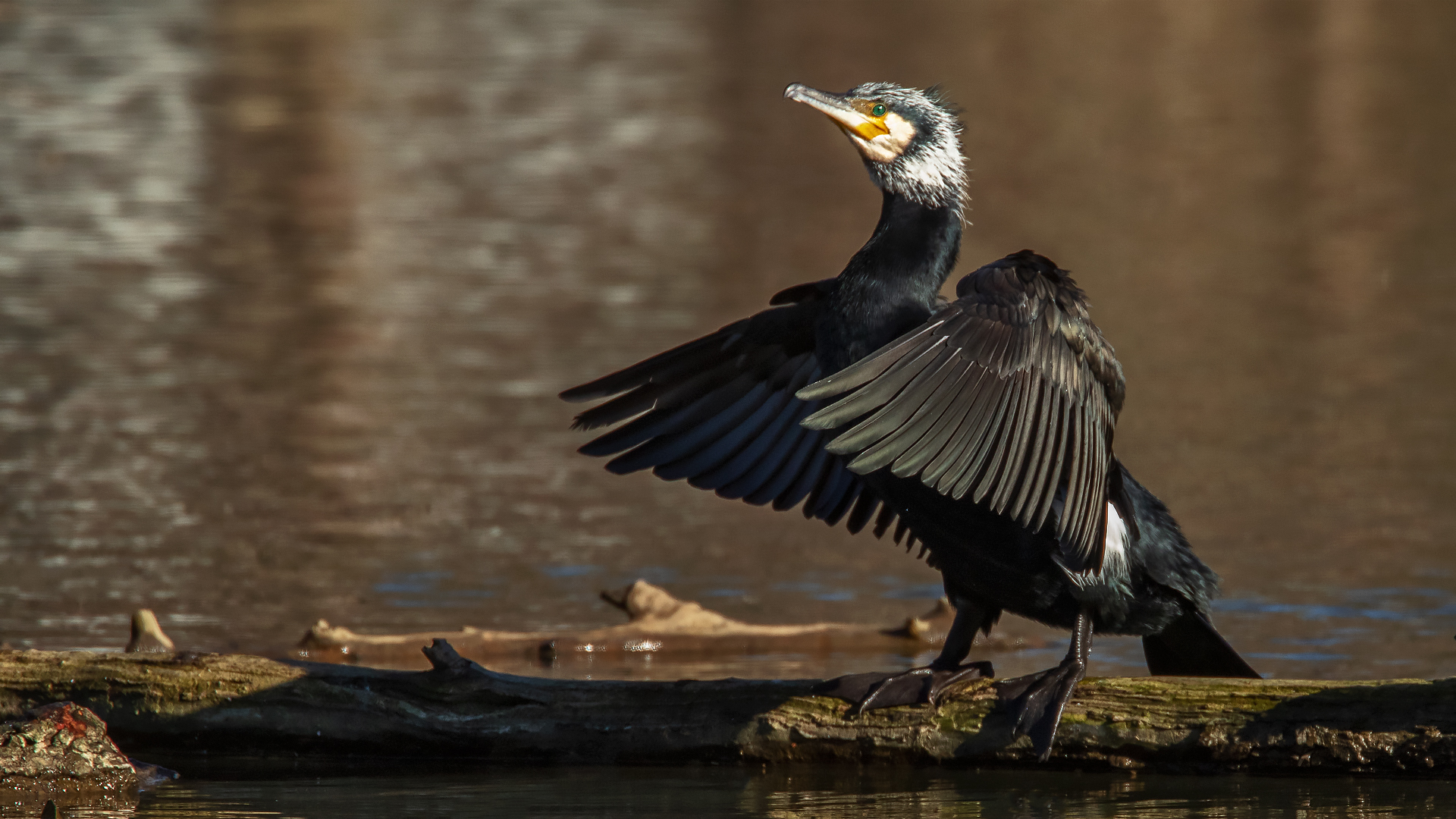 Kormoran 001 Foto & Bild | deutschland, europe, nordrhein- westfalen ...