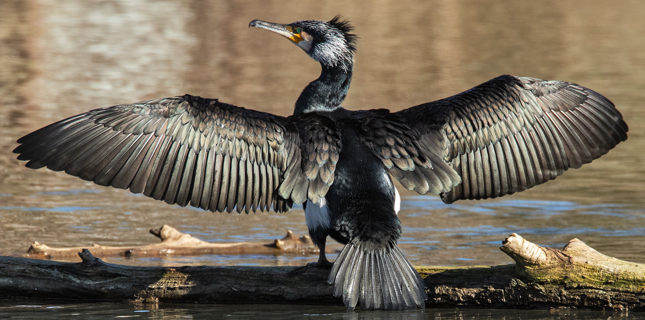 Kormoran 006 Foto & Bild | deutschland, europe, nordrhein- westfalen ...