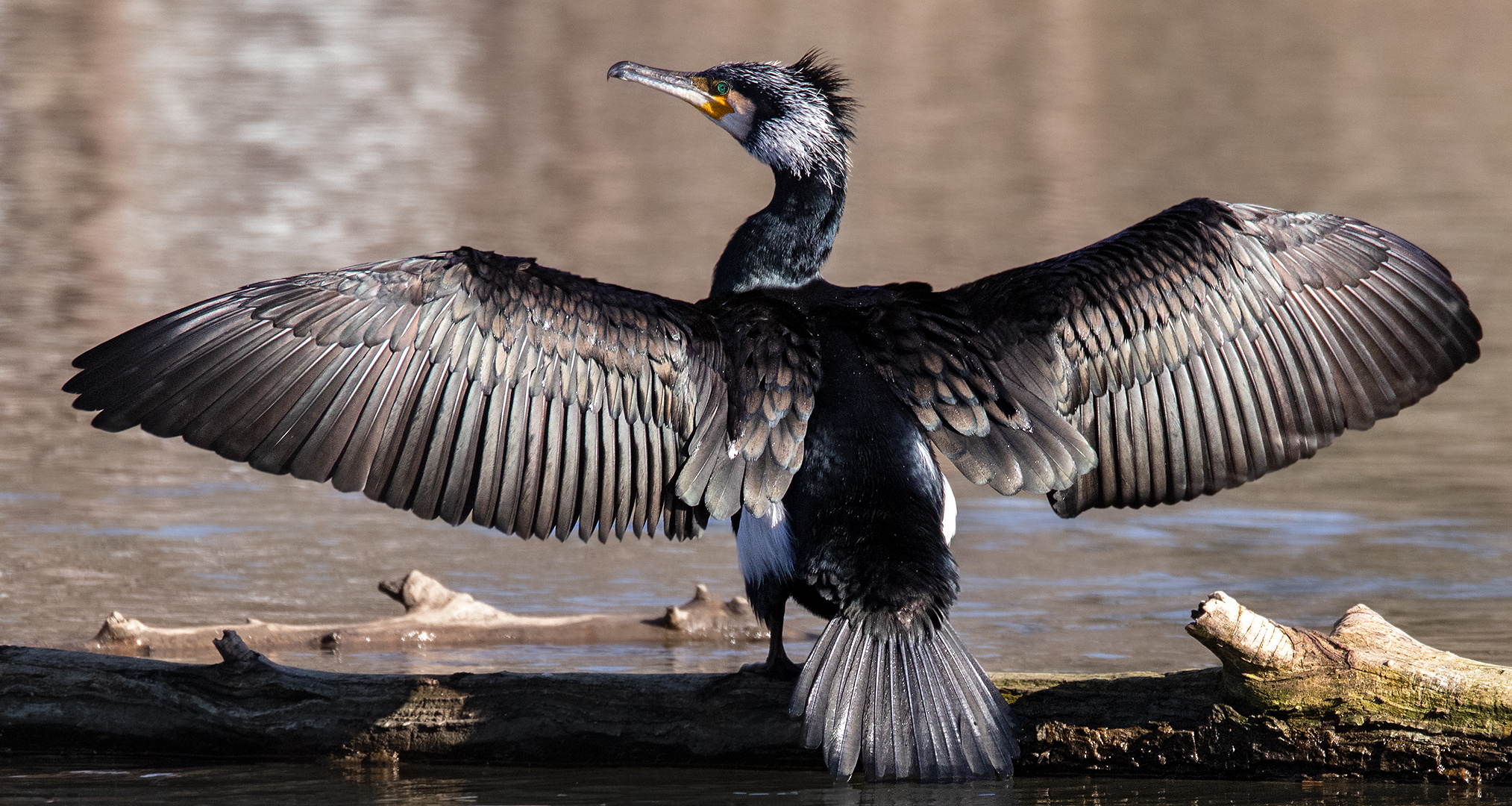 Kormoran 007 Foto & Bild | tiere, wildlife, wild lebende vögel Bilder ...