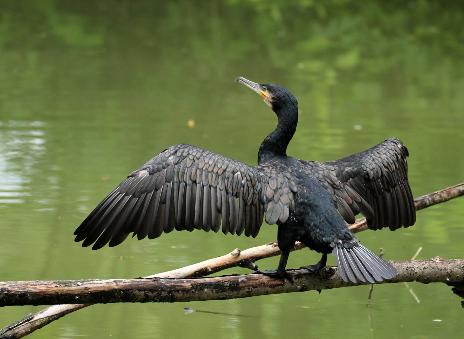 Kormoran 1 Foto & Bild | zoo, tiere, natur Bilder auf fotocommunity