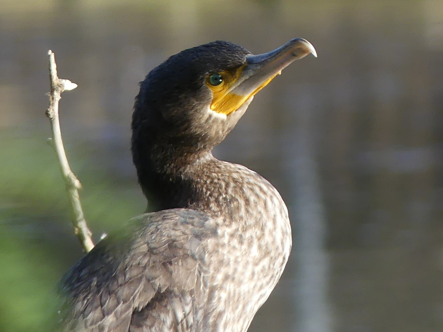 Kormoran 1 Foto & Bild | tiere, wasser, natur Bilder auf fotocommunity