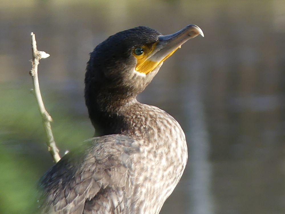 Kormoran 1 Foto & Bild | tiere, wasser, natur Bilder auf fotocommunity