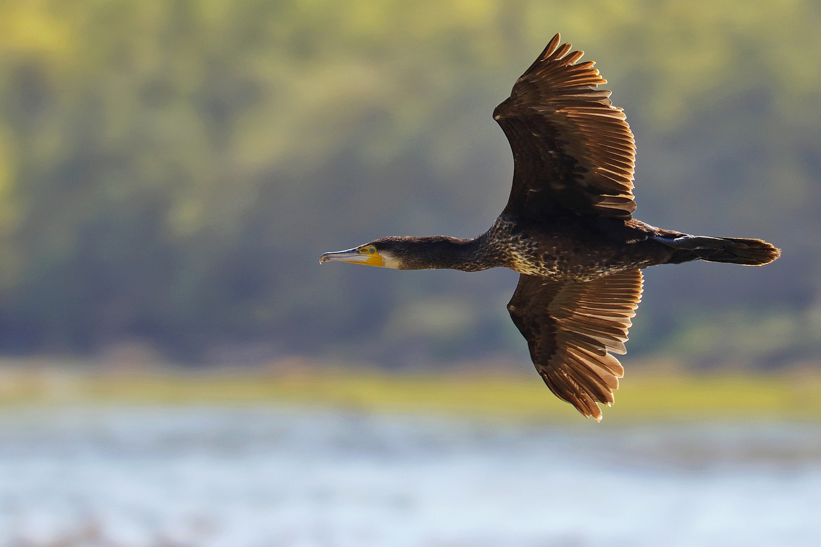 Kormoran Foto & Bild | wasser, natur, vogel Bilder auf fotocommunity