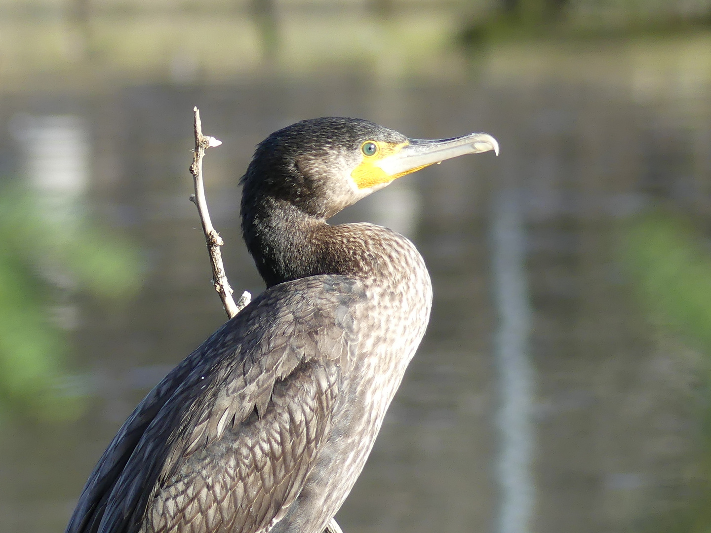 Kormoran 2. Foto & Bild | tiere, tierdetails, see Bilder auf fotocommunity