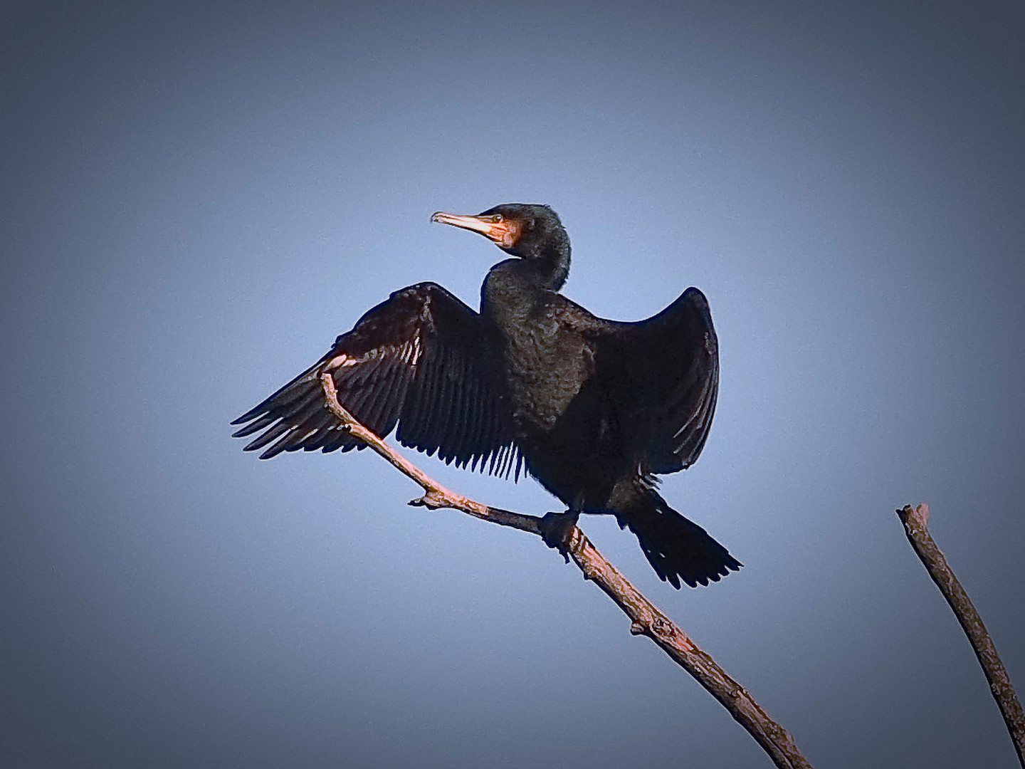 Kormoran 2 Foto & Bild | tiere, wildlife, wild lebende vögel Bilder auf ...