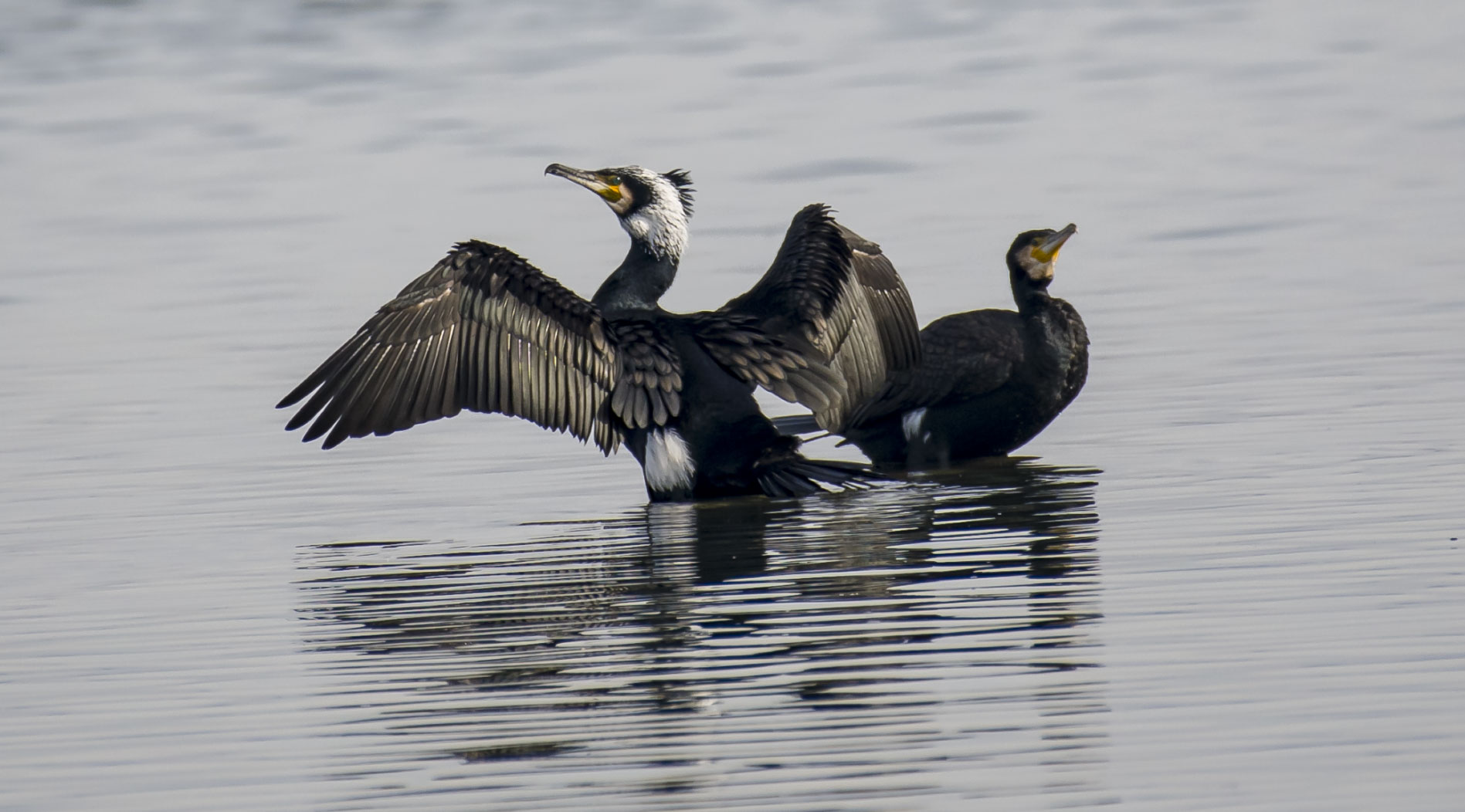 Kormoran Foto & Bild | see, vögel, wasservögel Bilder auf fotocommunity Kormoran Foto & Bild | see, vögel, wasservögel Bilder auf fotocommunity