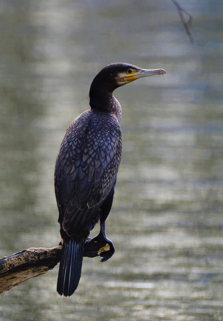 Kormoran Foto & Bild | tiere, wildlife, wild lebende vögel Bilder auf ...