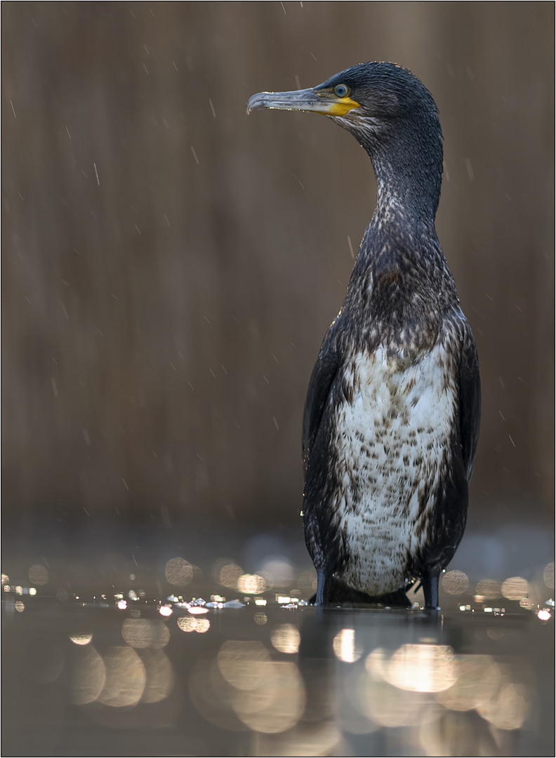 Kormoran Foto & Bild | tiere, wildlife, wild lebende vögel Bilder auf ...