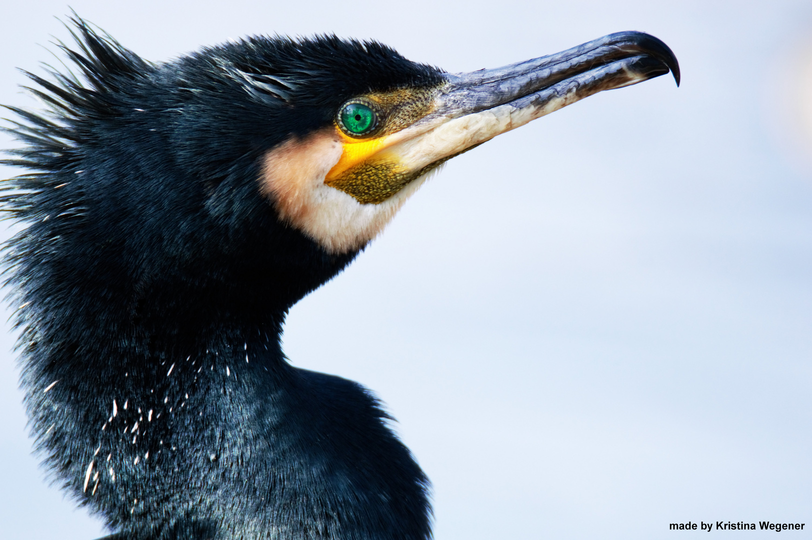kormoran Foto & Bild | natur, tiere, vögel Bilder auf fotocommunity