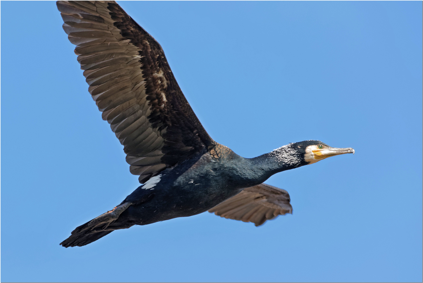 Kormoran Foto & Bild | natur, vogel, tiere Bilder auf fotocommunity