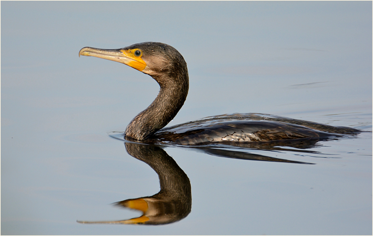Kormoran Foto & Bild | tiere, wildlife, wild lebende vögel Bilder auf ...
