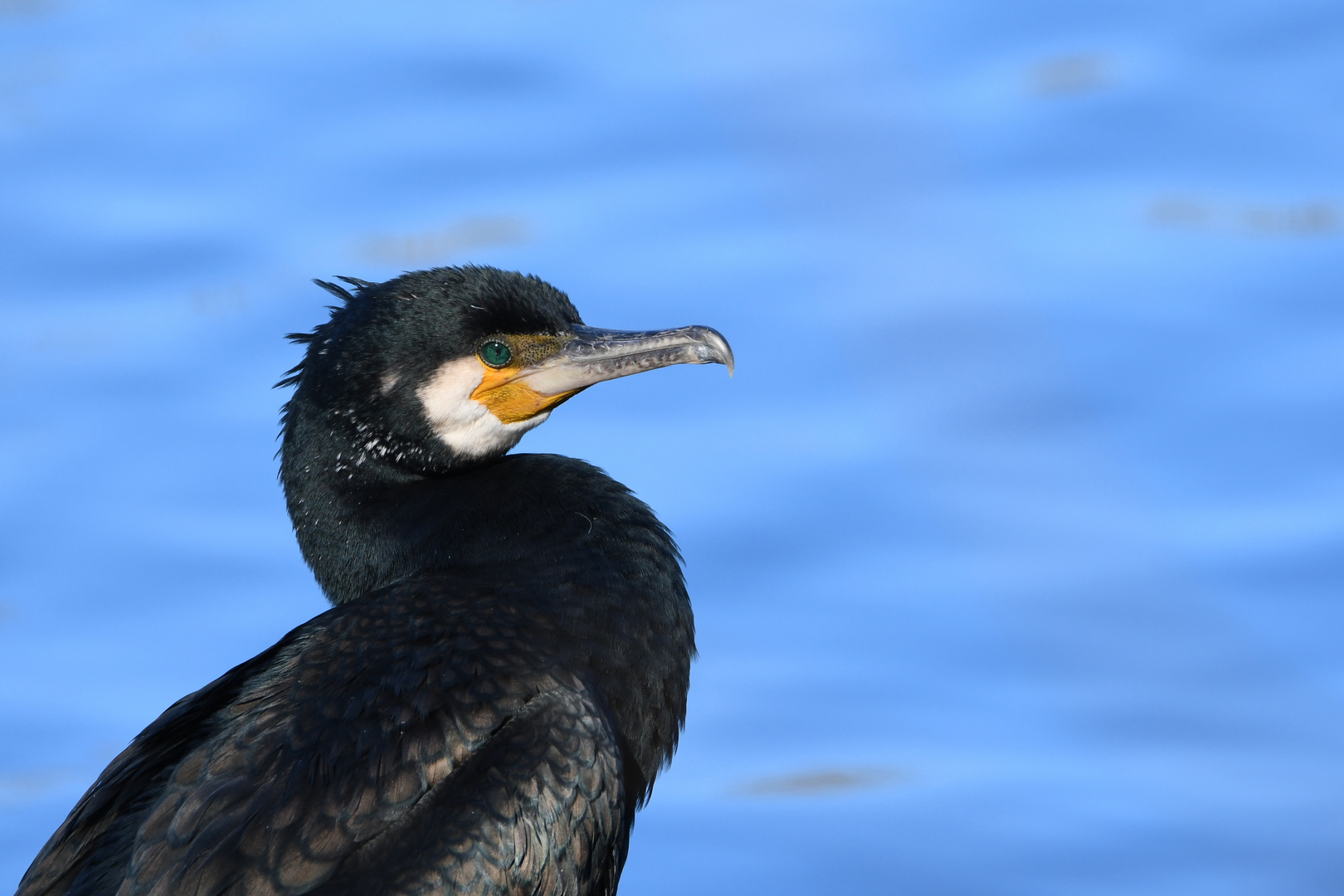 Kormoran Foto & Bild | tiere, wildlife, wild lebende vögel Bilder auf ...