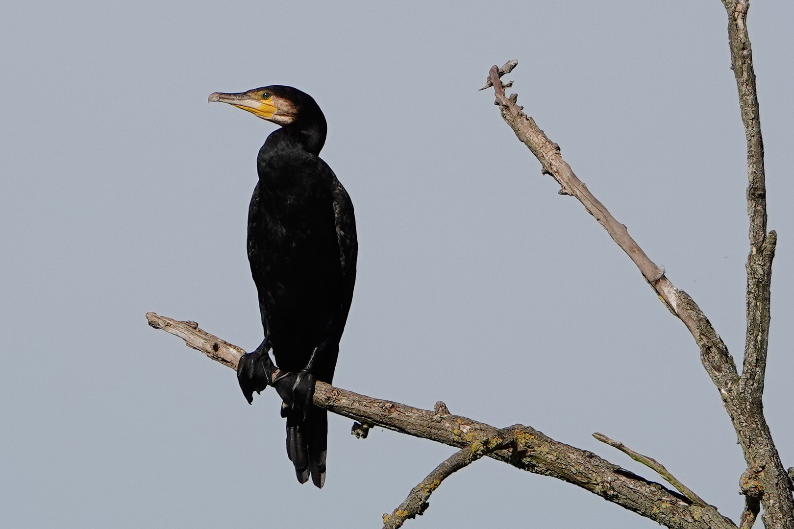 Kormoran Foto & Bild | tiere, wildlife, wild lebende vögel Bilder auf ...