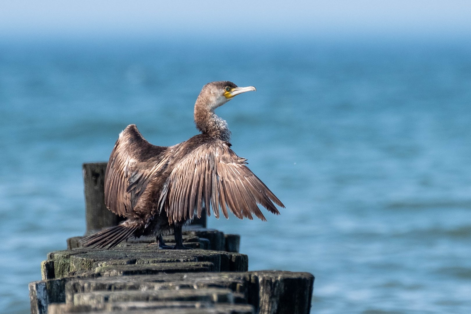 Kormoran Foto & Bild | tiere, wildlife, wild lebende vögel Bilder auf ...