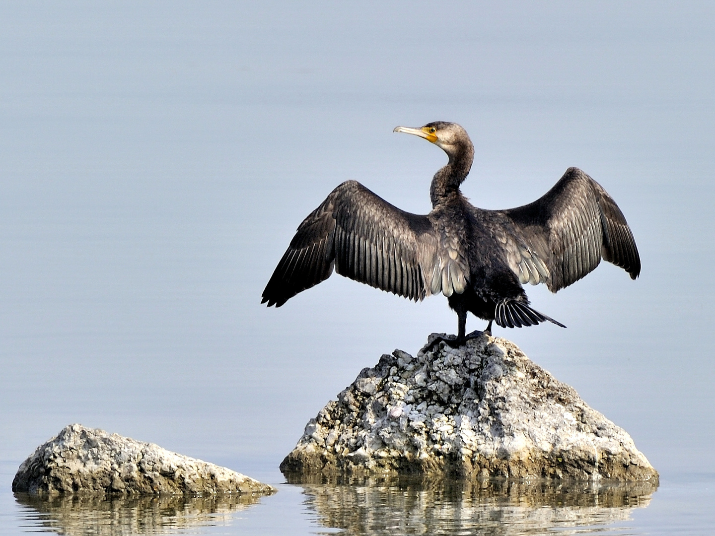 Kormoran Foto & Bild | tiere, wildlife, wild lebende vögel Bilder auf ...