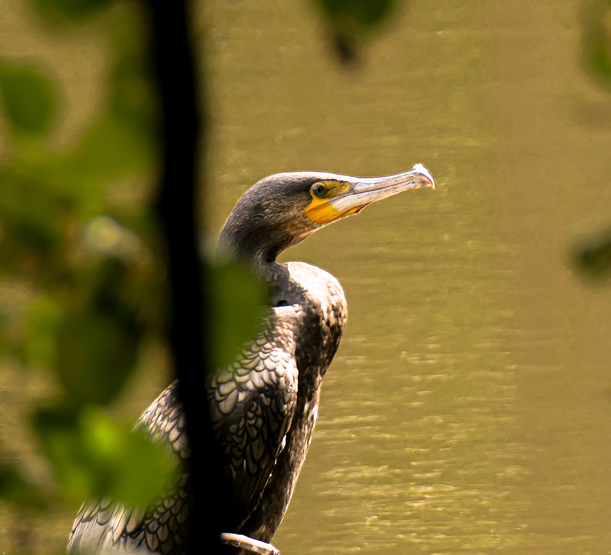 Kormoran Foto & Bild | tiere, wildlife, wild lebende vögel Bilder auf ...