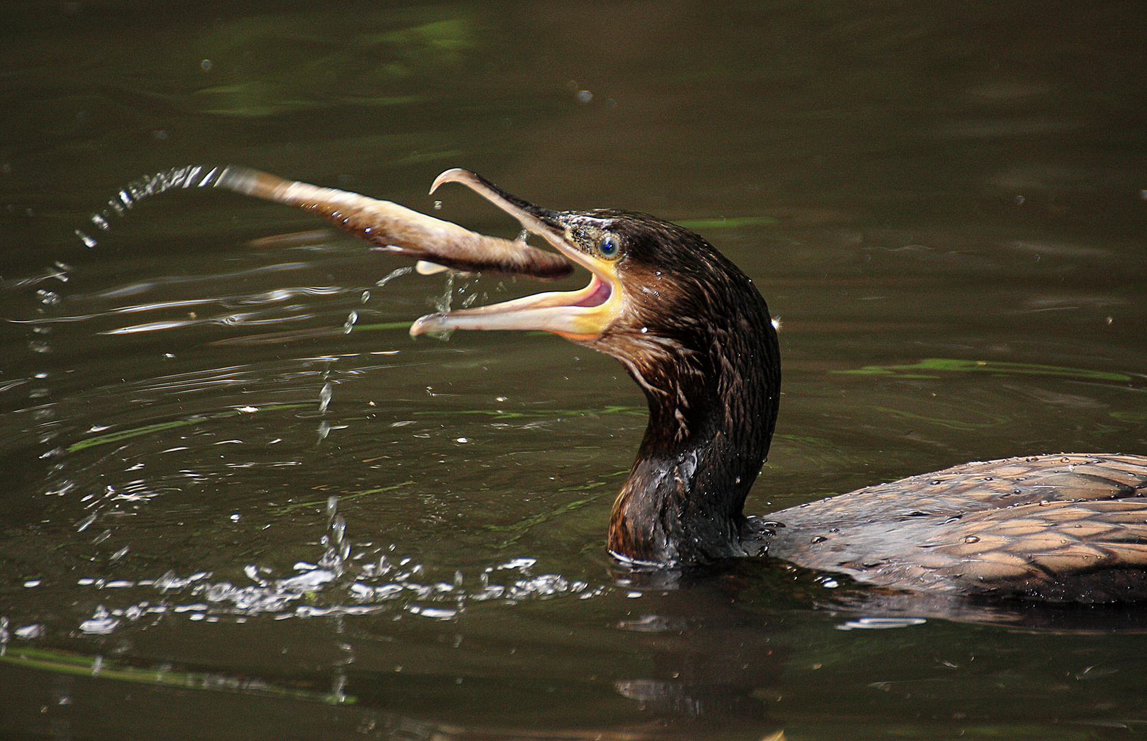 Kormoran Foto & Bild | natur, zoo, tiere Bilder auf fotocommunity
