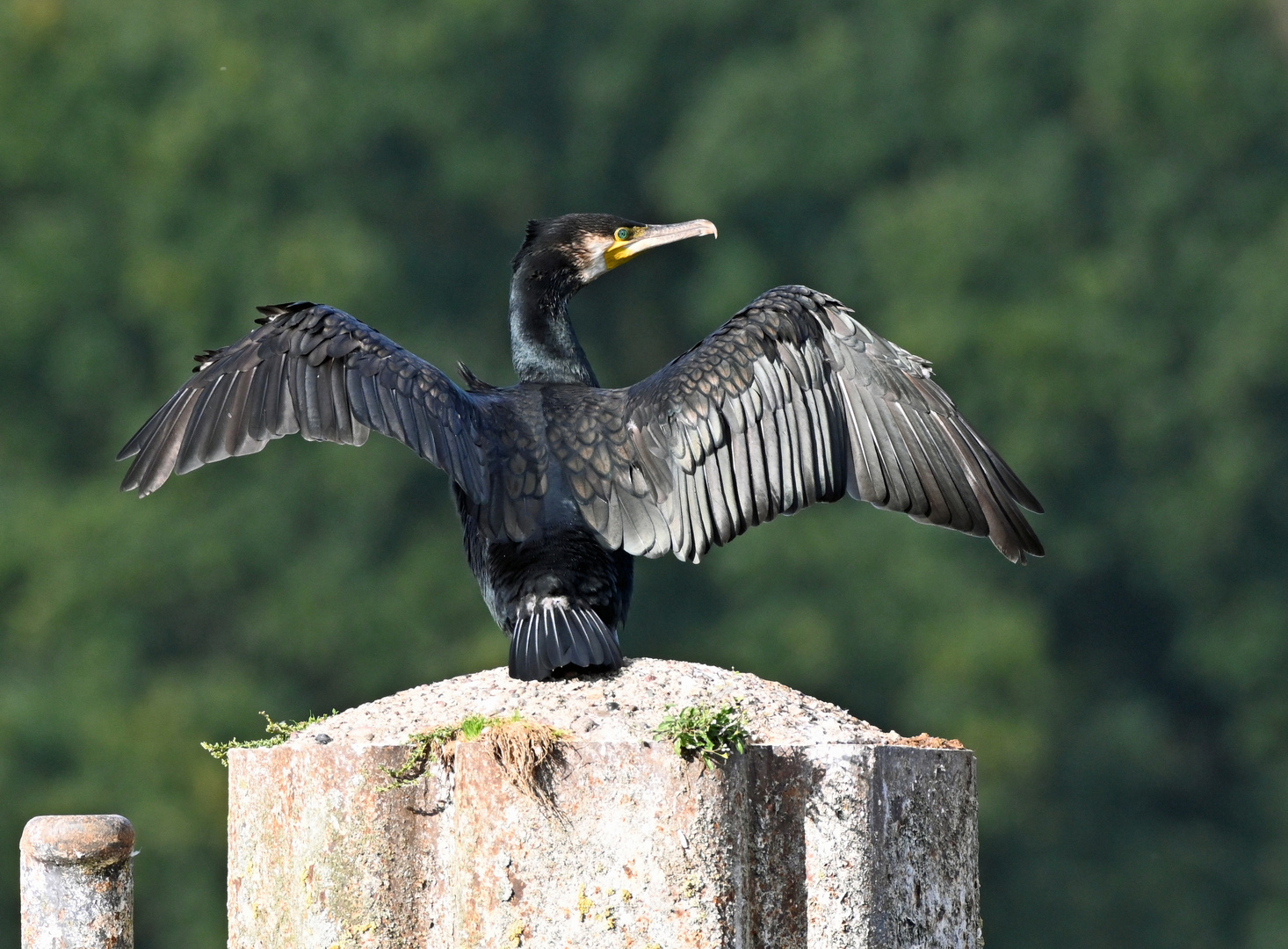 Kormoran Foto & Bild | tiere, wildlife, wild lebende vögel Bilder auf ...