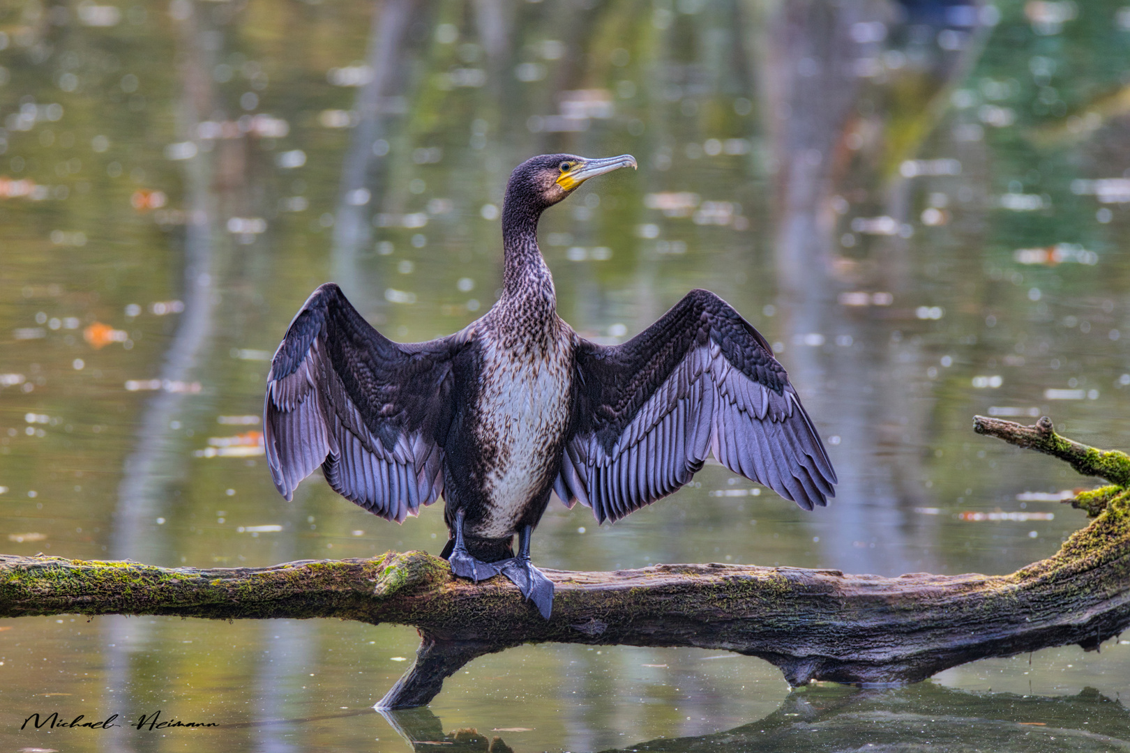 Kormoran Foto & Bild | tiere, wildlife, wild lebende vögel Bilder auf ...