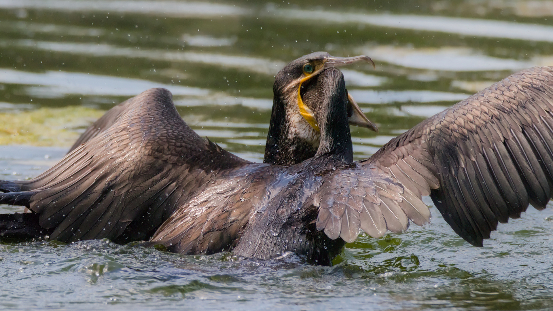 Kormoran Foto & Bild | fotos, natur, zoo Bilder auf fotocommunity