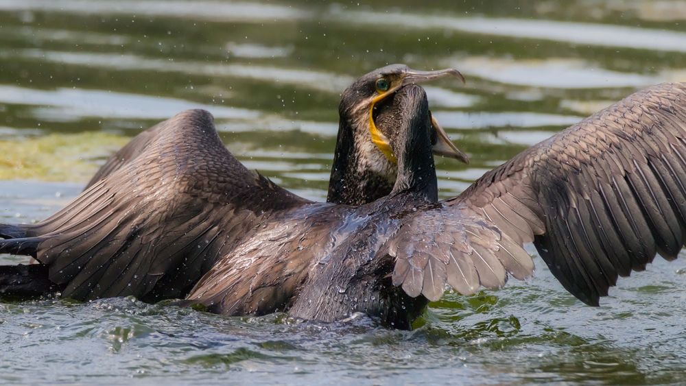 Kormoran Foto & Bild | fotos, natur, zoo Bilder auf fotocommunity